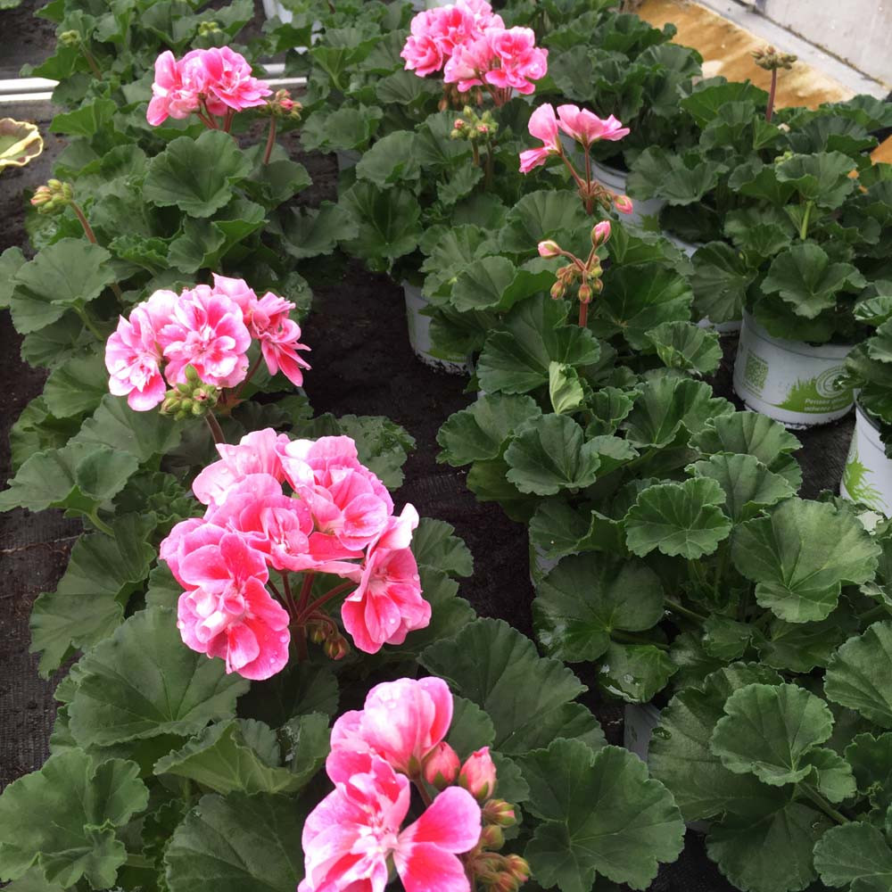 Acheter Geranium Zonal Spanish Wine Rose et autres plantes sur Coclicoh