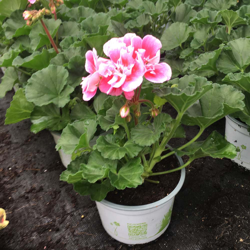 Acheter Geranium Zonal Spanish Wine Rose et autres plantes sur Coclicoh