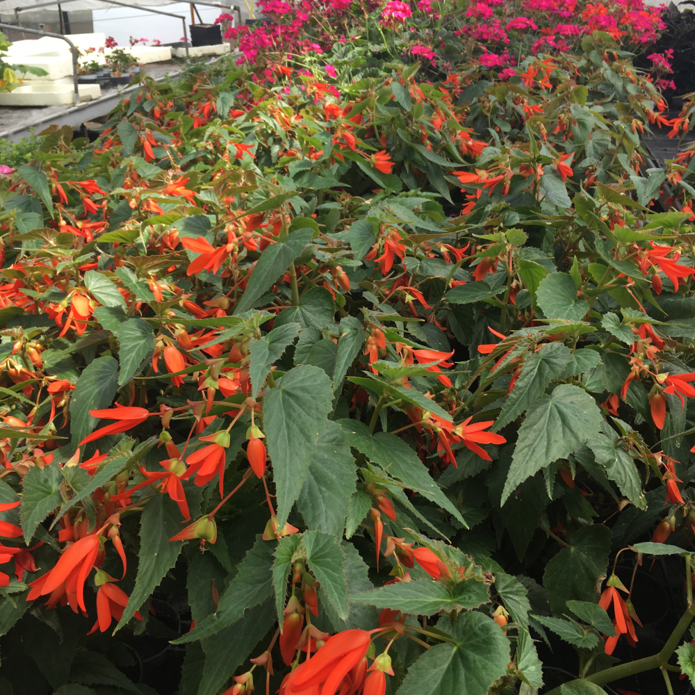 Acheter Begonia Boliviensis Santa Cruz pas cher