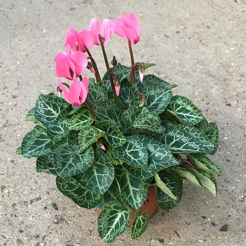 Acheter Cyclamen rose et autres plantes sur Coclicoh