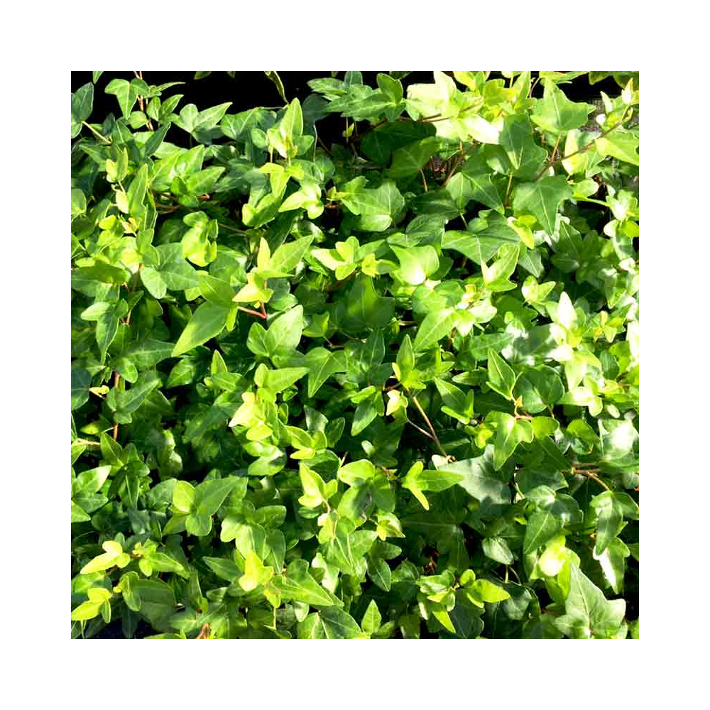 Acheter Lierre hedera helix green ripple et autres plantes sur Coclicoh