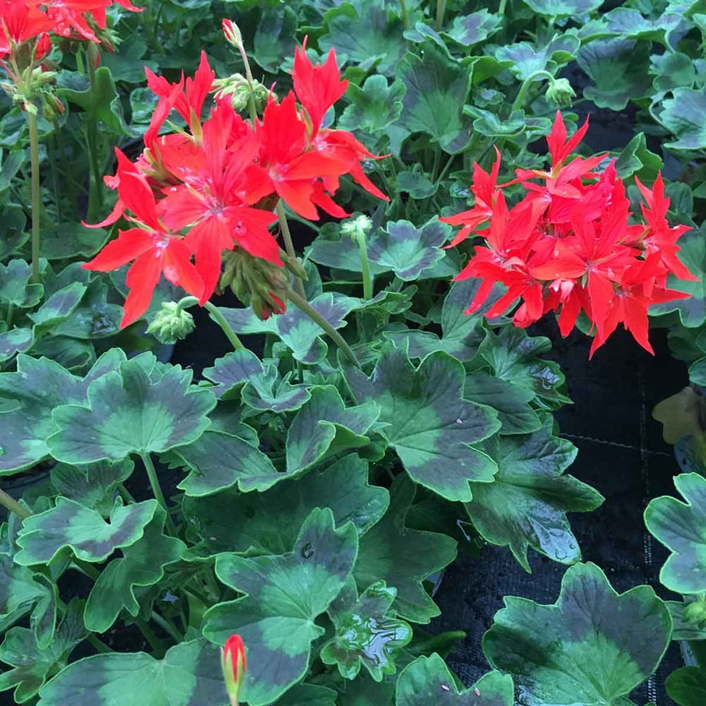 Acheter Geranium Droit A Petale Frange Fireworks Scarlet