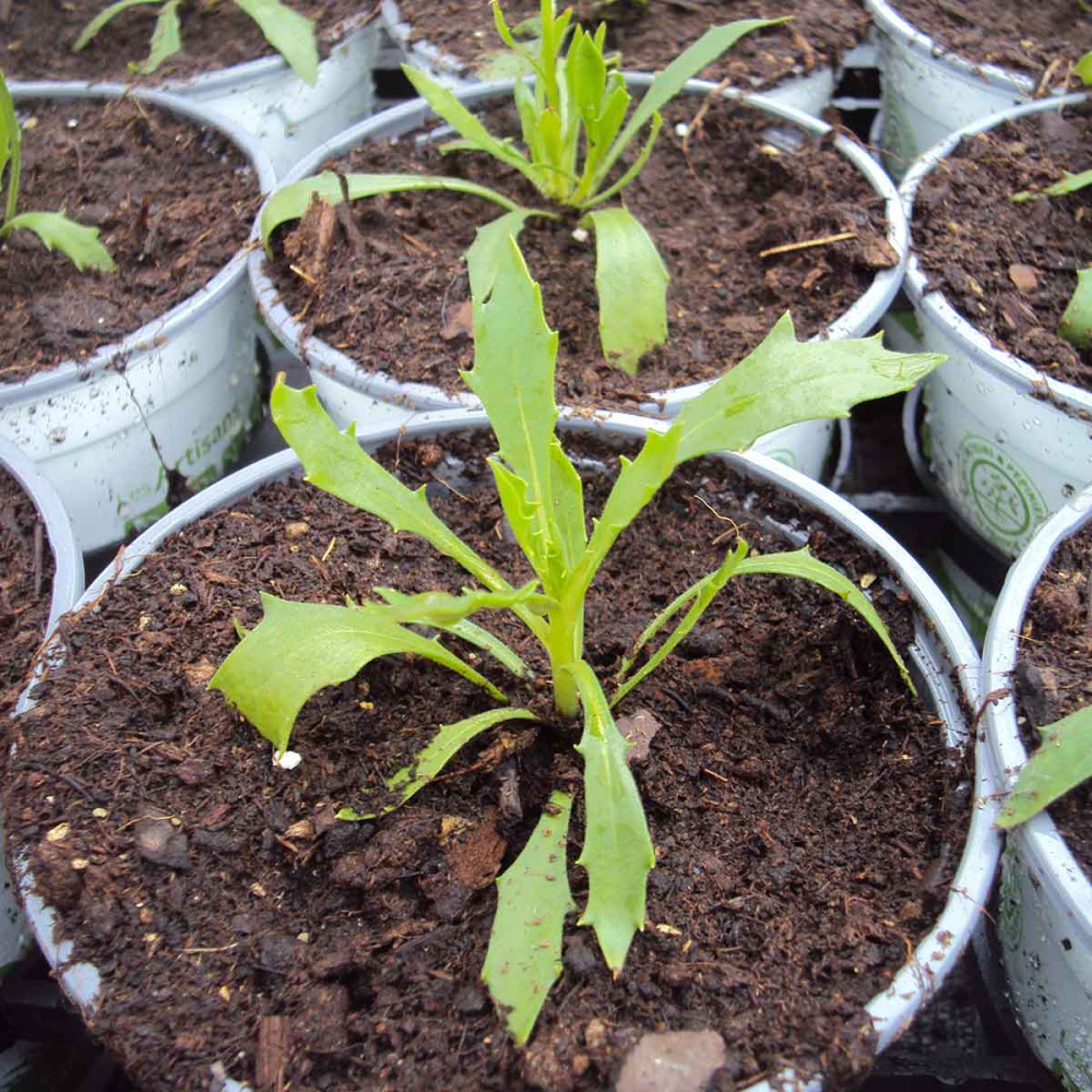 Acheter Euryops Sunshine pas cher sur Coclicoh