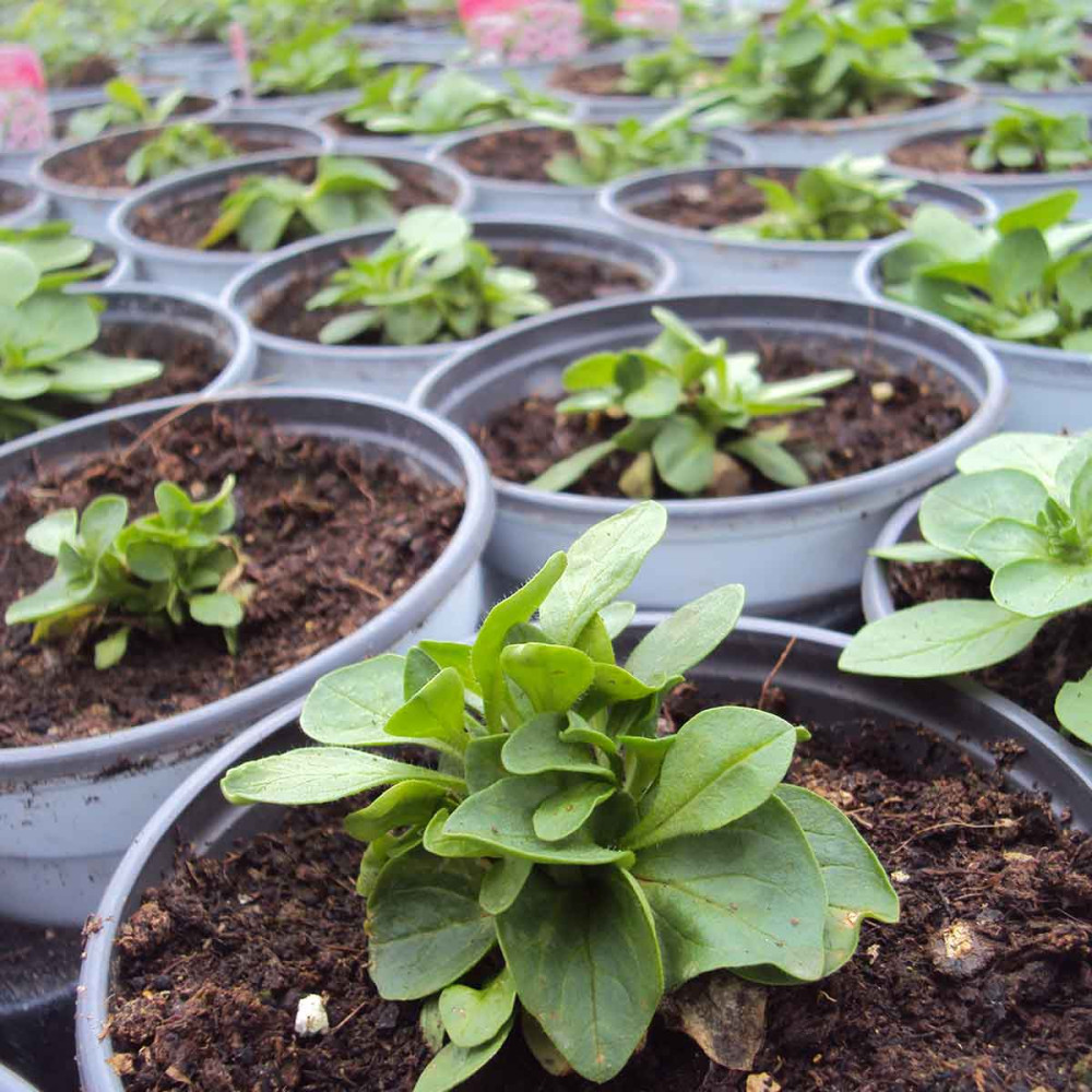 Acheter Petunia Fanfare Raspberry Vein pas cher sur Coclicoh