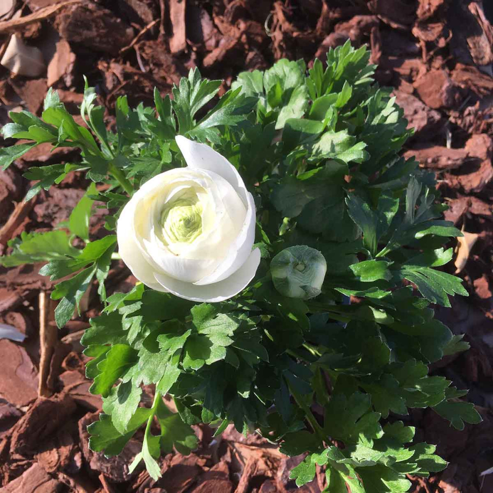 Acheter Renoncule Asiaticus Maché Blanche et autres plantes sur Coclicoh