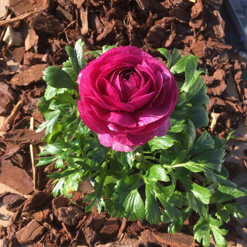 Acheter Renoncule Asiaticus Violet et autres plantes sur Coclicoh