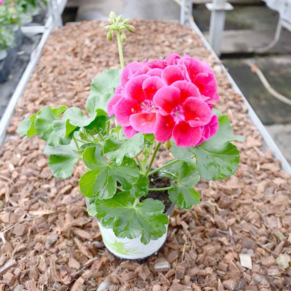 Acheter Geranium Zonal Spanish Wine Rose et autres plantes sur Coclicoh