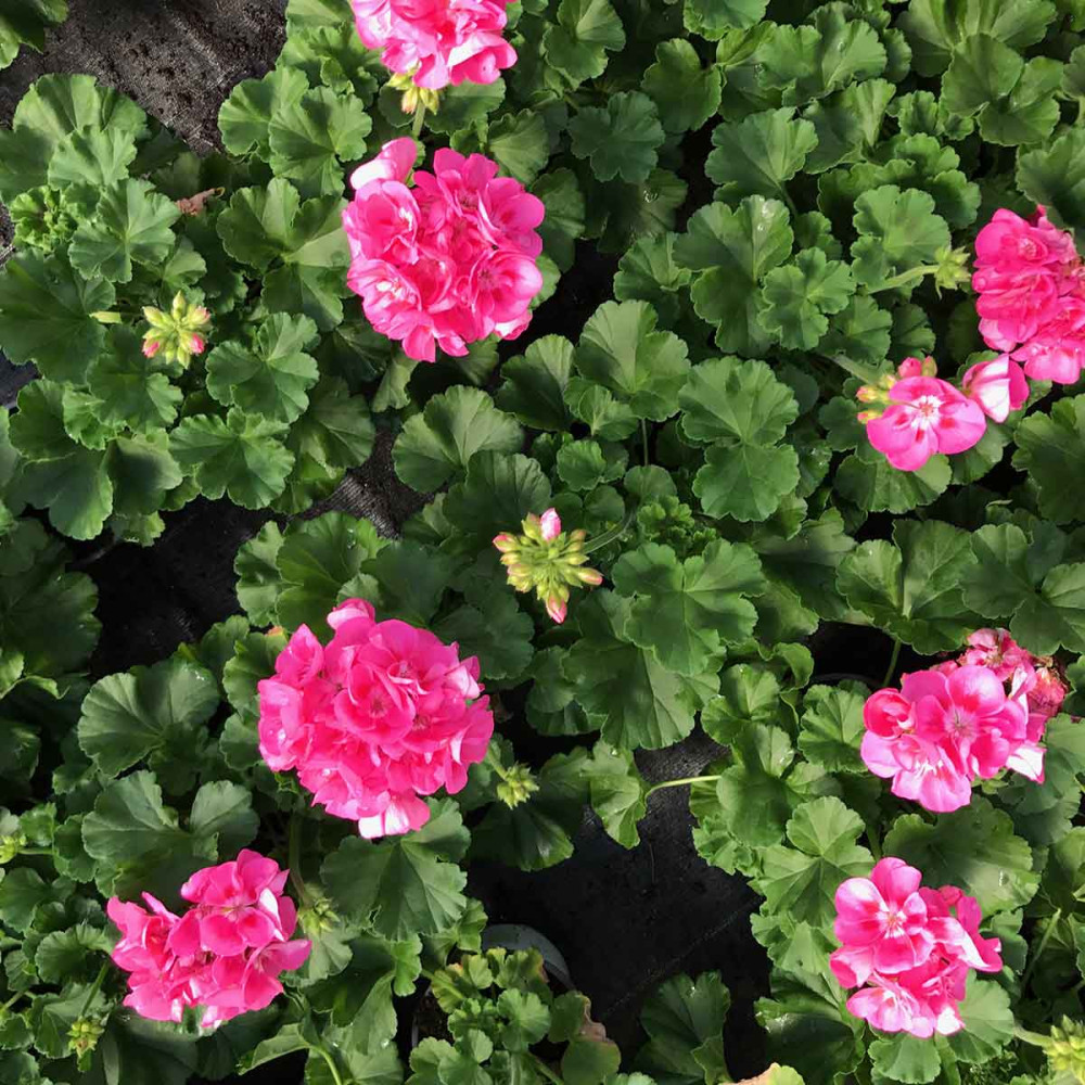 Acheter Geranium Zonal Spanish Wine Rose et autres plantes sur Coclicoh