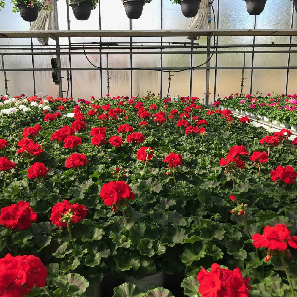 Acheter Geranium Zonal Toscana Senna et autres plantes sur Coclicoh