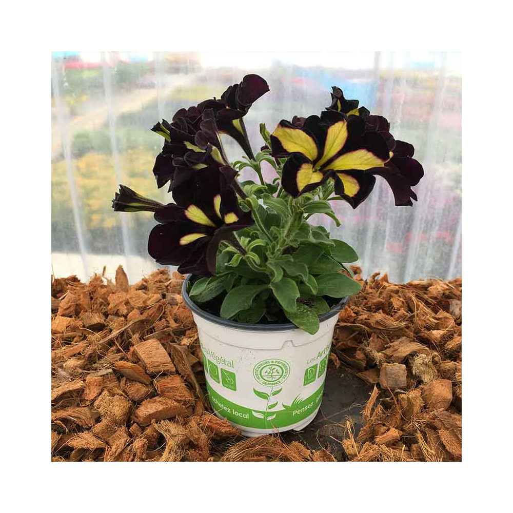 Acheter Petunia Mystical Phantom (Noir Et Jaune) pas cher sur Coclicoh