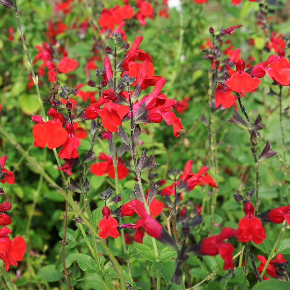 Sauge Jamensis Royal Bumble fleurs couleur Rouge