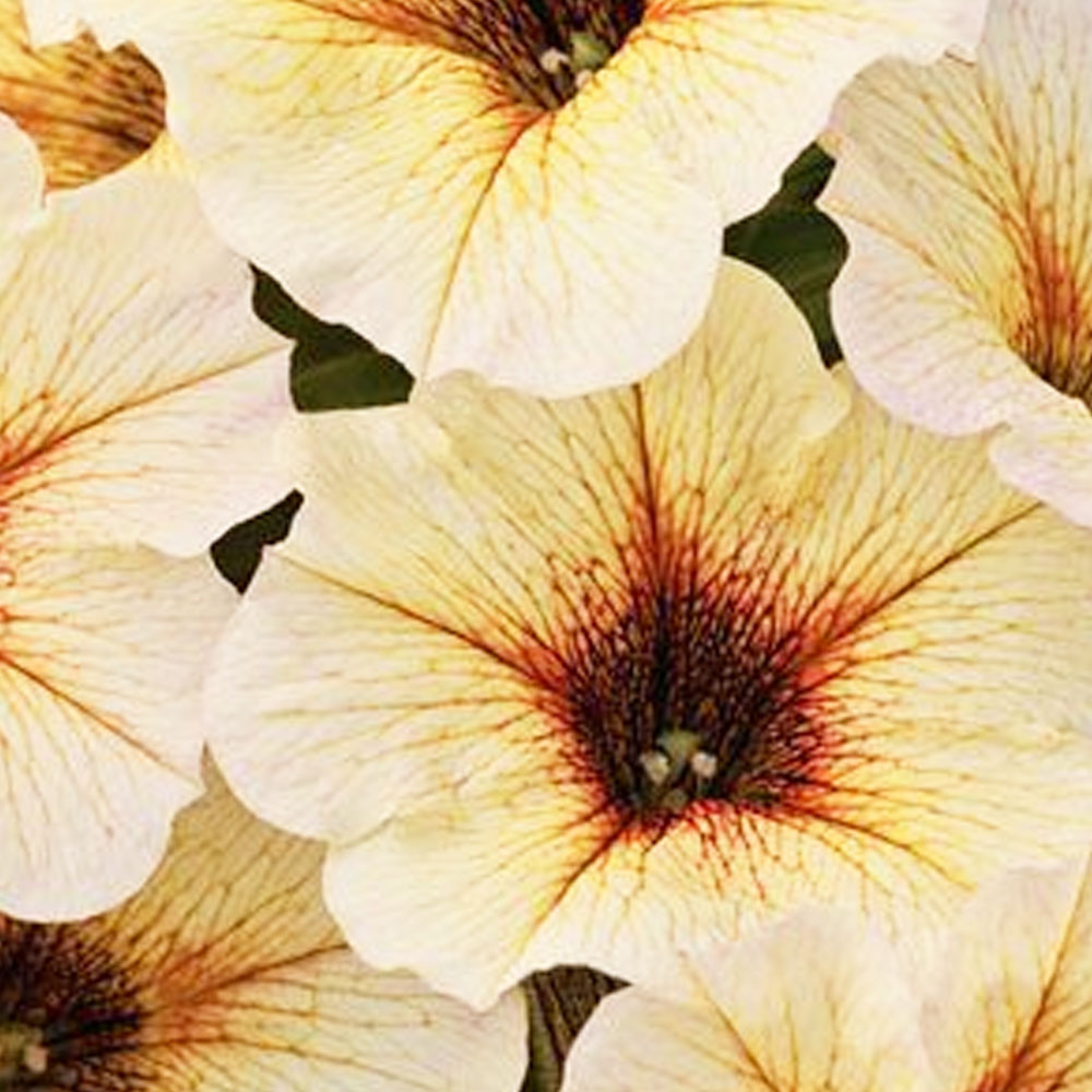 Petunia Petchoa Beautical French Vanilla fleurs couleur Vanille