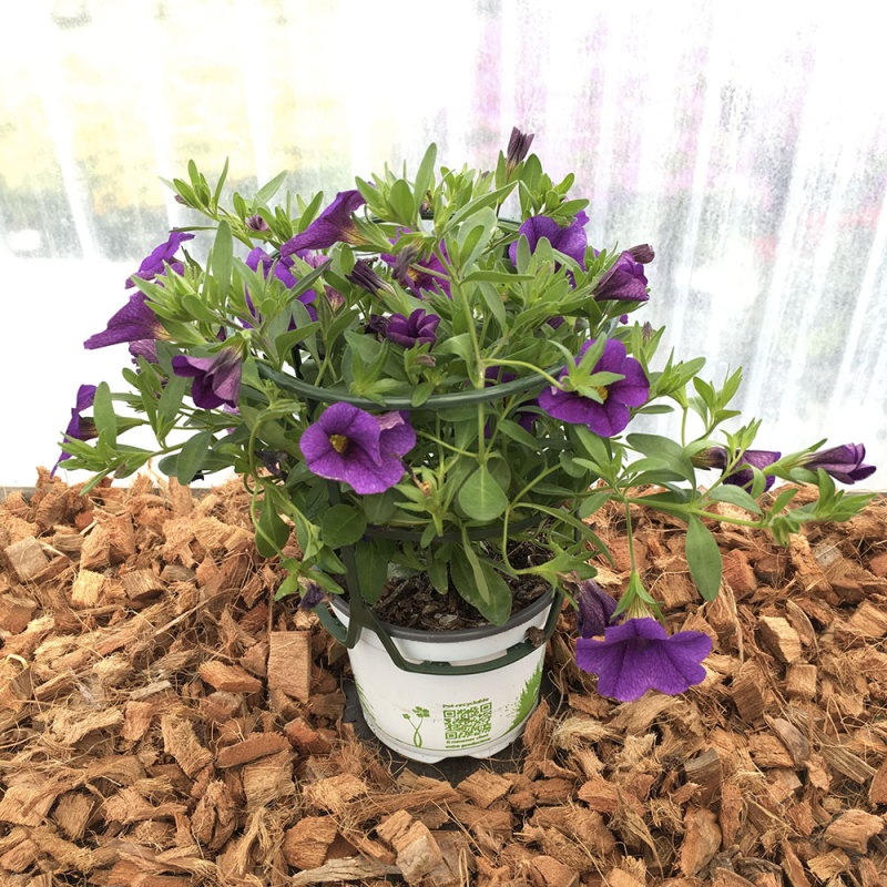 Acheter Calibrachoa Callie Hybrida Deep Blue pas cher