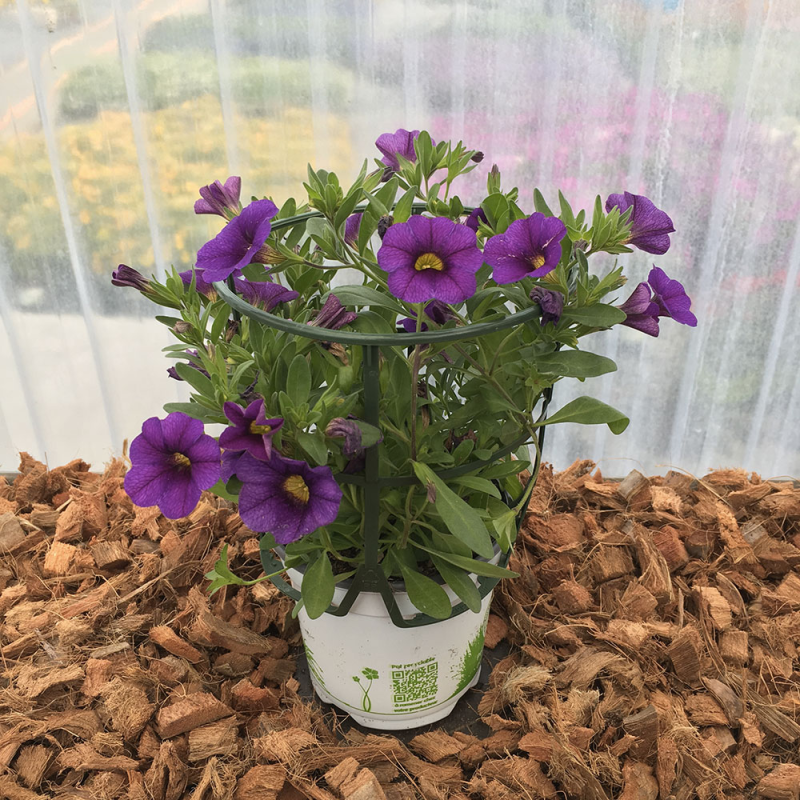 Acheter Calibrachoa Callie Hybrida Deep Blue pas cher