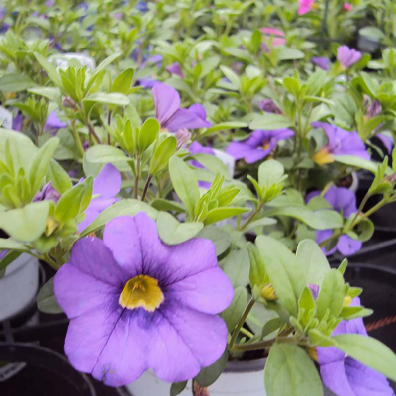 Acheter Calibrachoa Callie Hybrida Deep Blue pas cher