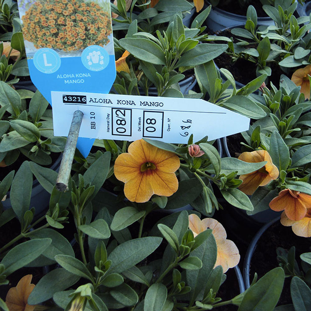 Acheter Calibrachoa Aloha Tiki Mango pas cher