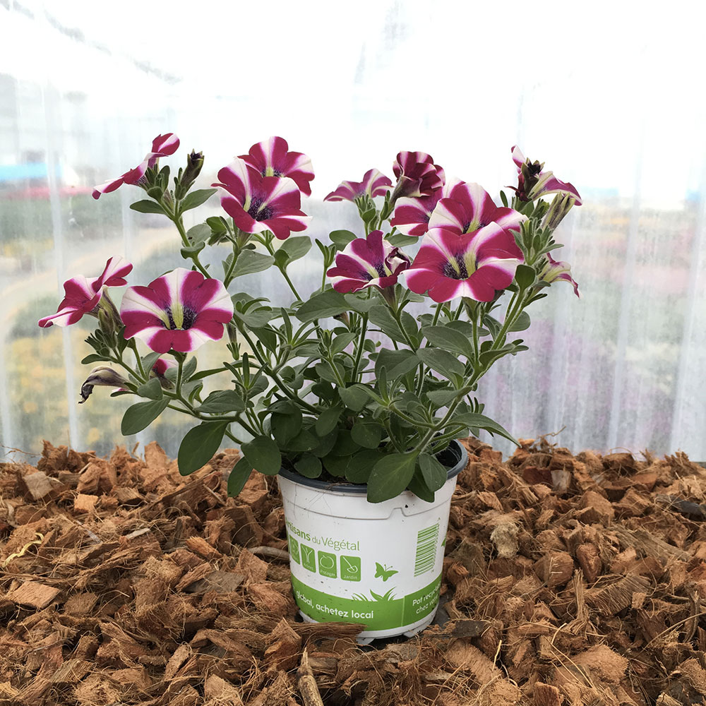 Acheter Petunia Cascadias Bicolor Cabernet pas cher sur coclicoh.com