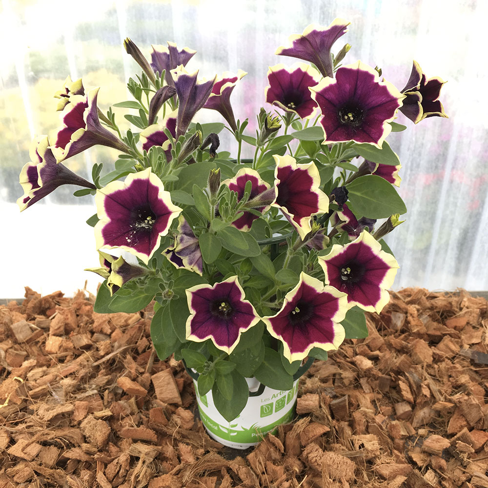 Acheter Petunia Cascadias Rim Magenta