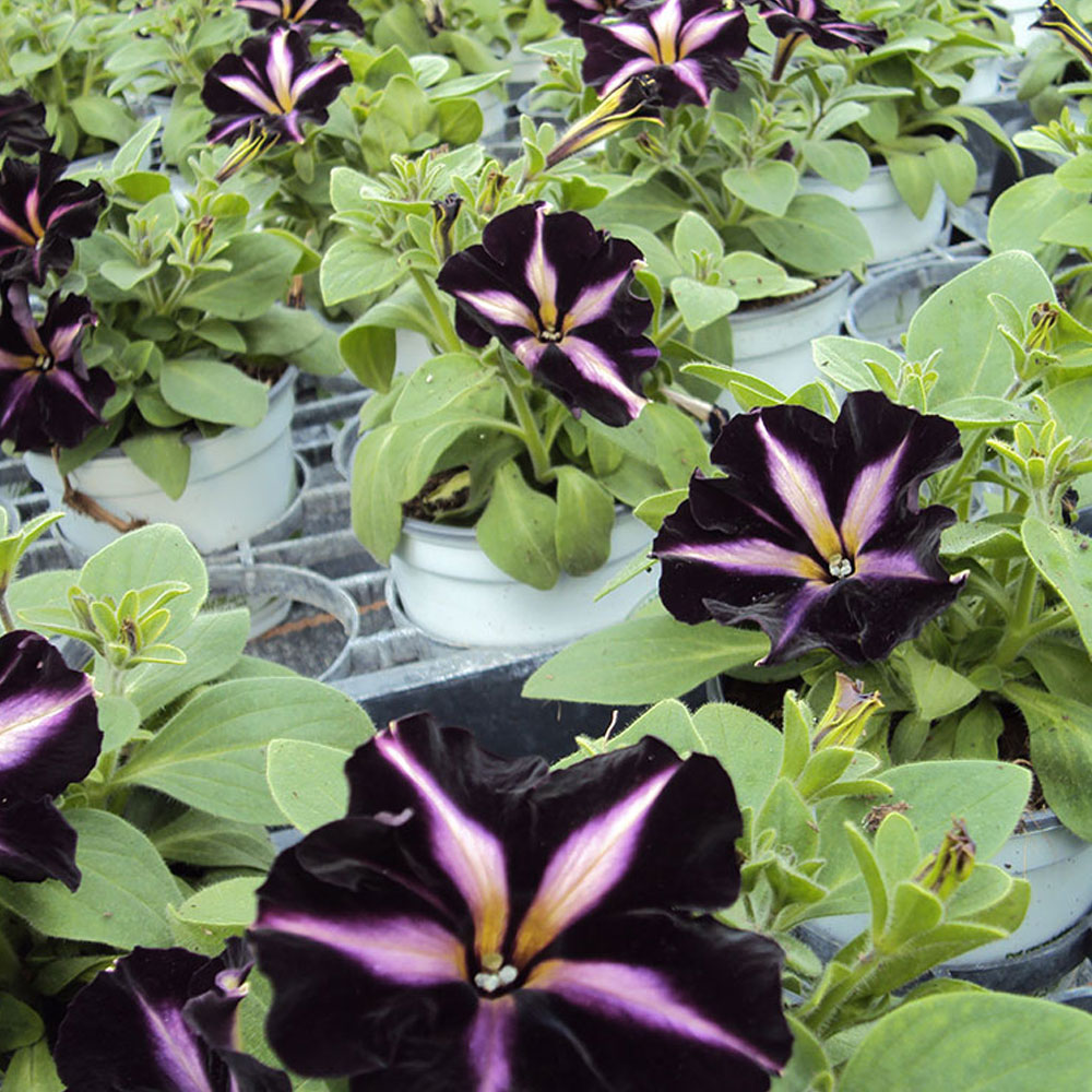 Acheter Petunia Mystical Merlin Velv/Wh.St pas cher sur Coclicoh