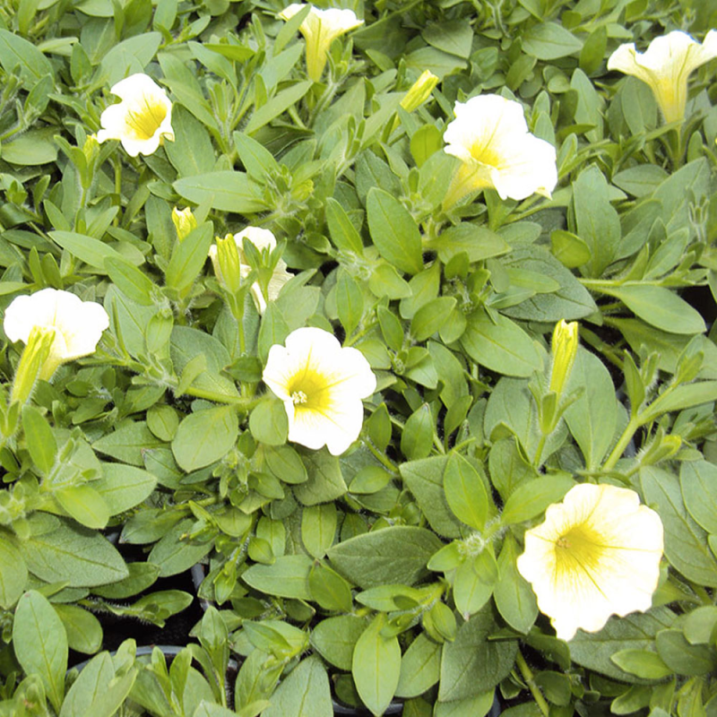 Acheter Petunia Littletunia White Grace et autres plantes sur Coclicoh