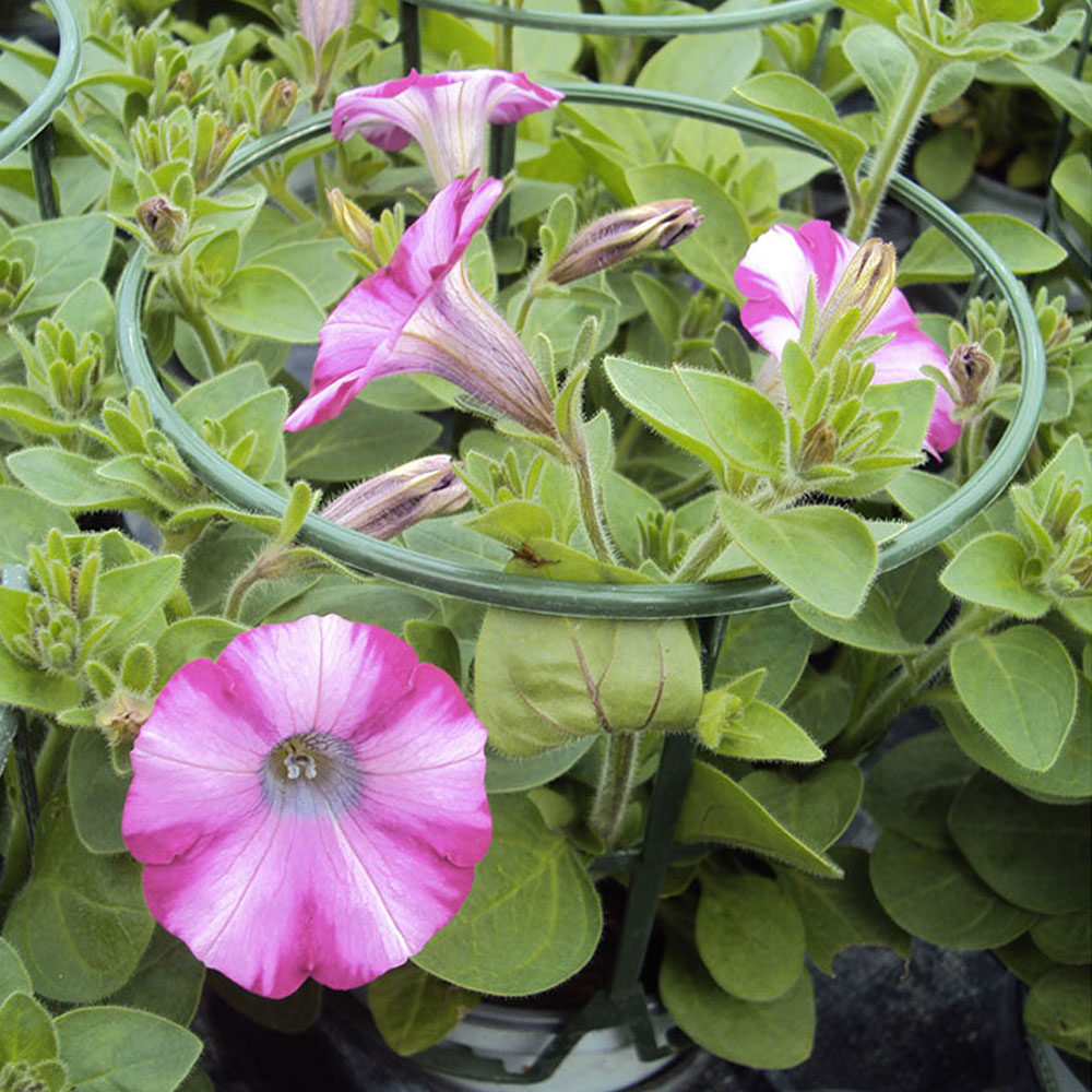 Acheter Petunia Surfinia Raspberry Blast Pw pas cher sur Coclicoh