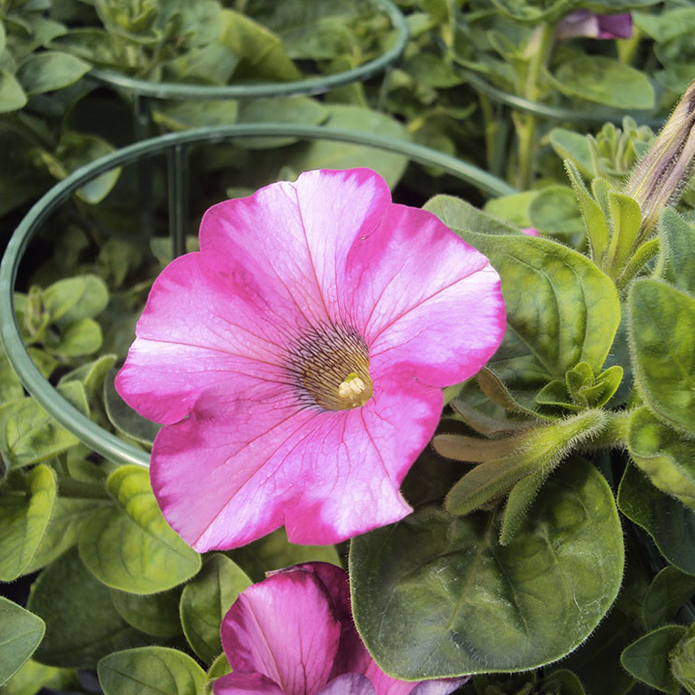 Acheter Petunia Surfinia Raspberry Blast Pw pas cher sur Coclicoh