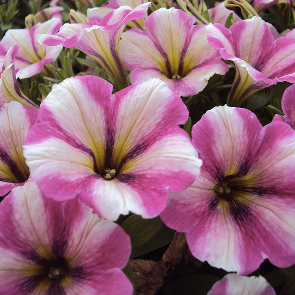 Acheter Petunia Surfinia Raspberry Blast Pw pas cher sur Coclicoh