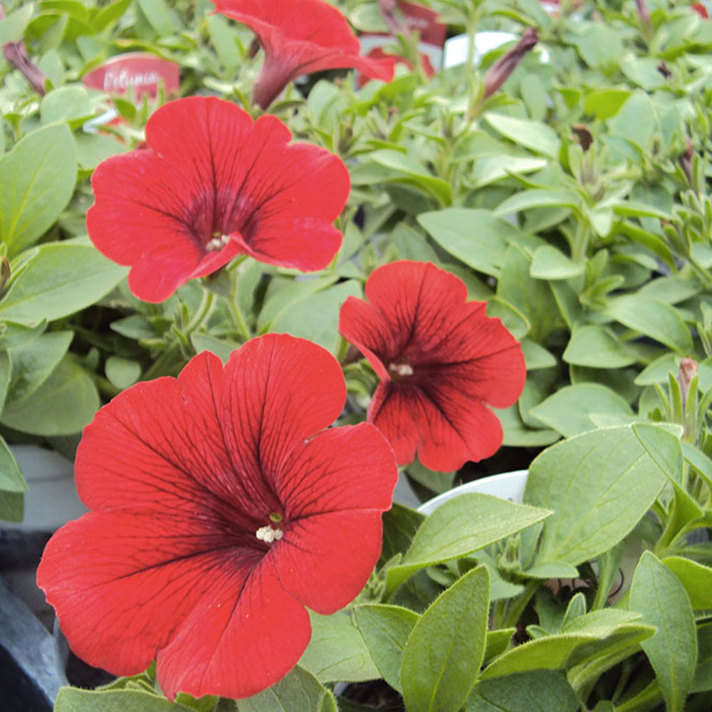 Acheter Petunia Surfinia Deep Red pas cher sur coclicoh.com