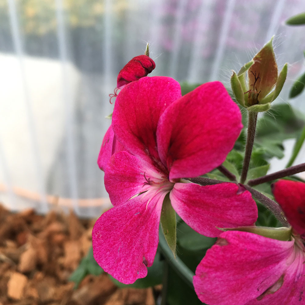 Acheter Geranium Lierre Rainbow Neon et autres plantes sur Coclicoh