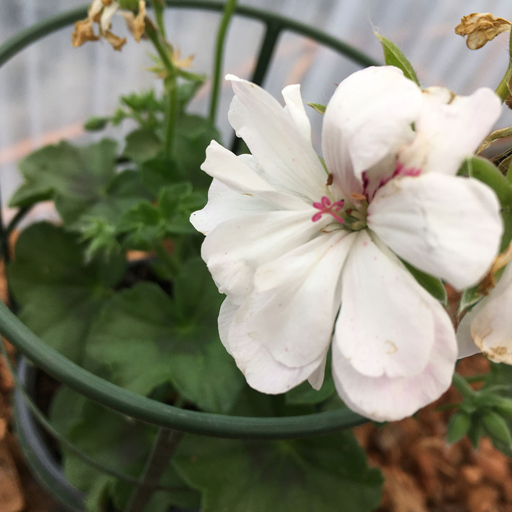 Acheter Geranium Lierre Blanche Roche et autres plantes sur Coclicoh