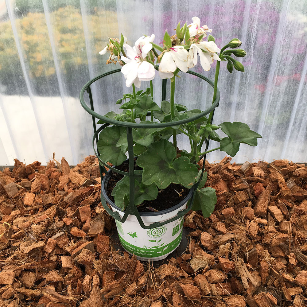 Acheter Geranium Lierre Blanche Roche et autres plantes sur Coclicoh