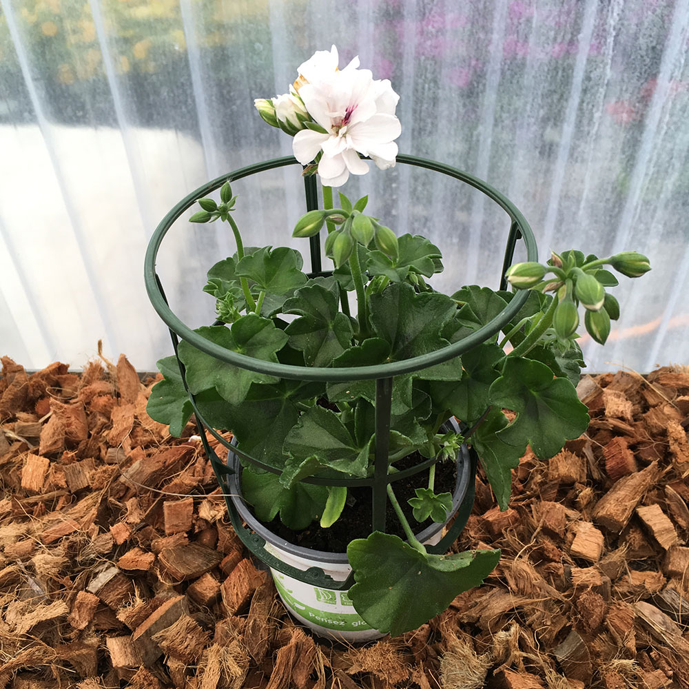 Acheter Geranium Lierre Blanche Roche et autres plantes sur Coclicoh