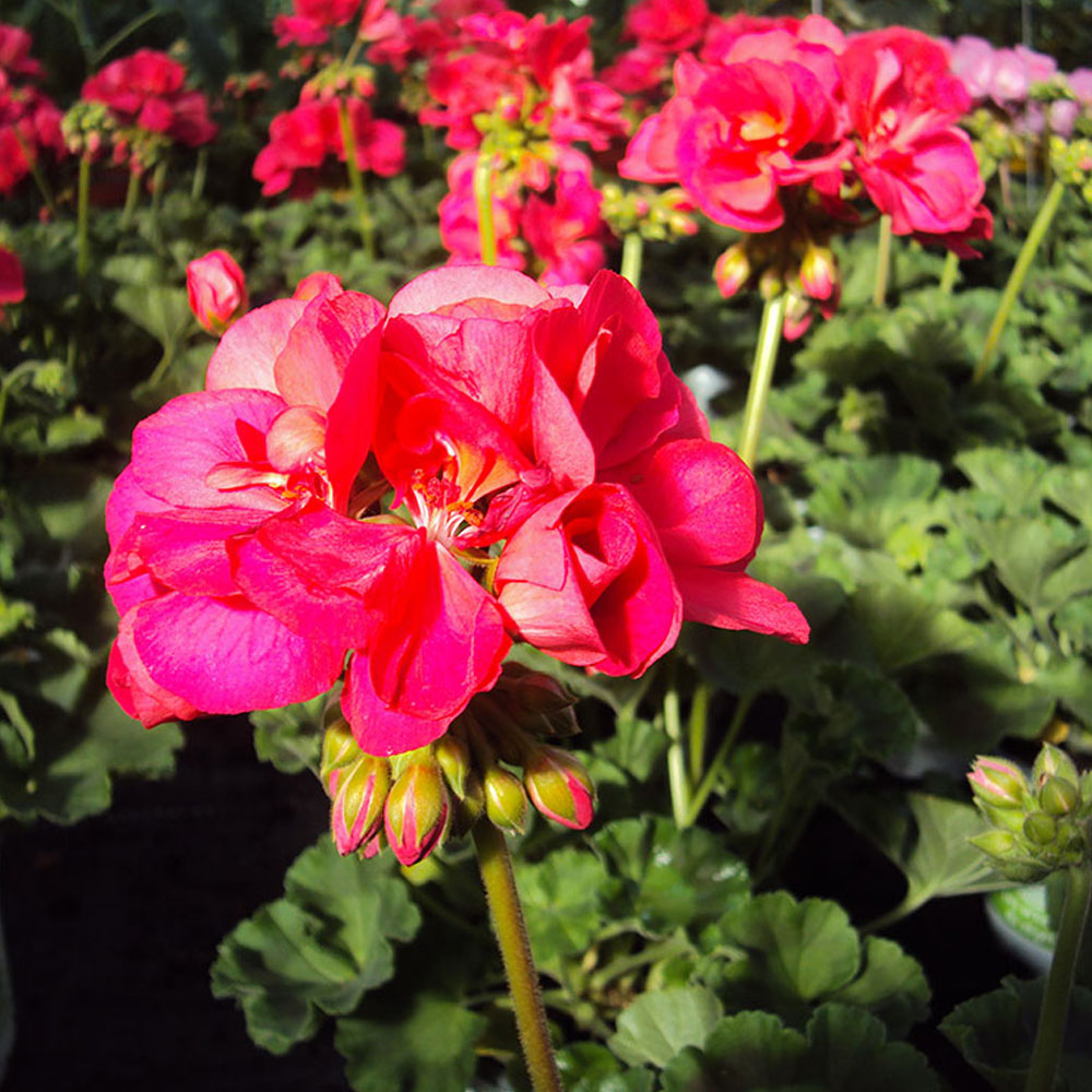 Acheter Geranium Droit Big Ezee Neon pas cher