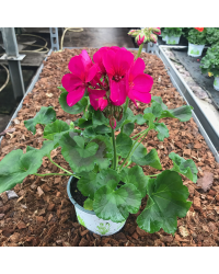 Acheter Geranium zonal Americana Violet pas cher