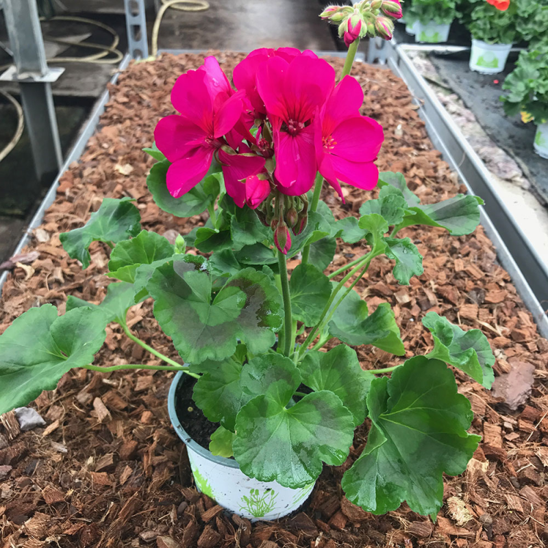 Acheter Geranium zonal Americana Violet pas cher