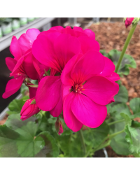 Acheter Geranium zonal Americana Violet pas cher