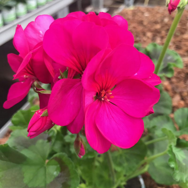 Acheter Geranium zonal Americana Violet pas cher