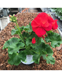 Acheter Geranium Zonal Toscana Senna et autres plantes sur Coclicoh