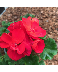 Acheter Geranium Zonal Toscana Senna et autres plantes sur Coclicoh