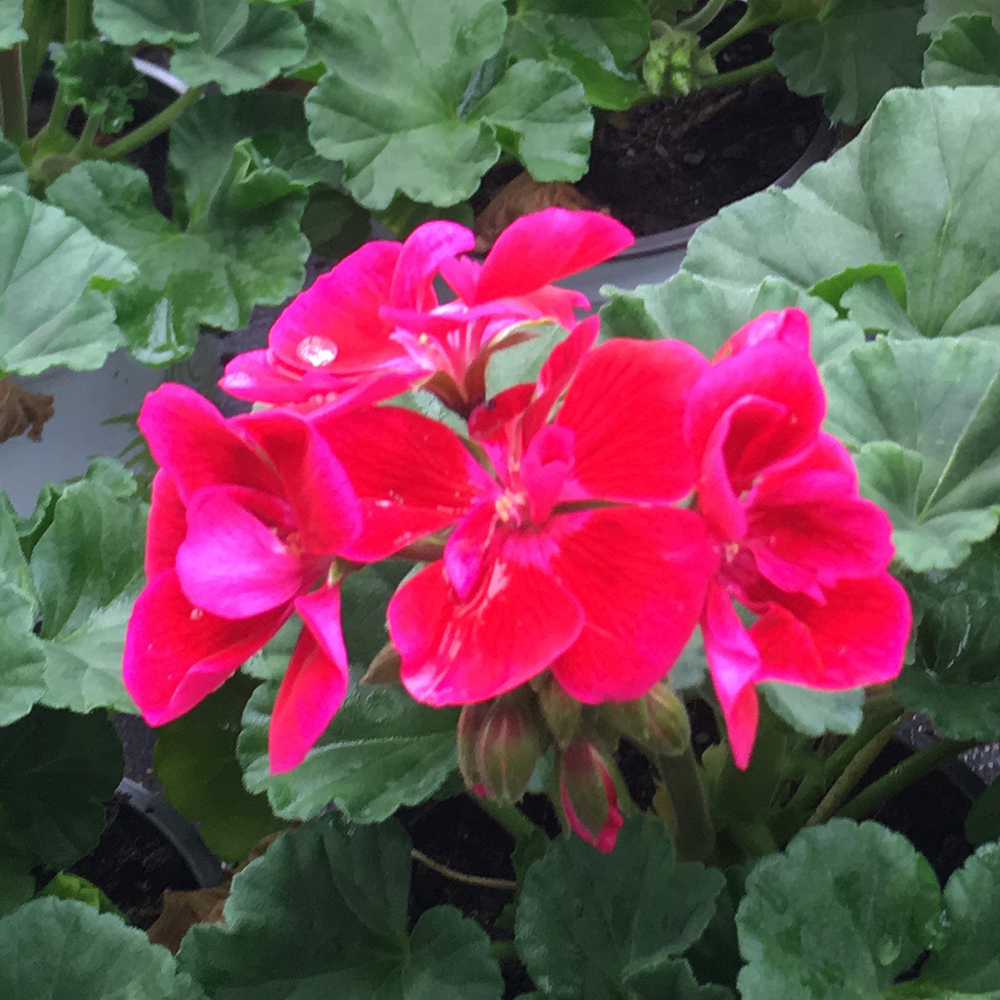 Acheter Geranium Zonal Toscana Hero et autres plantes sur Coclicoh