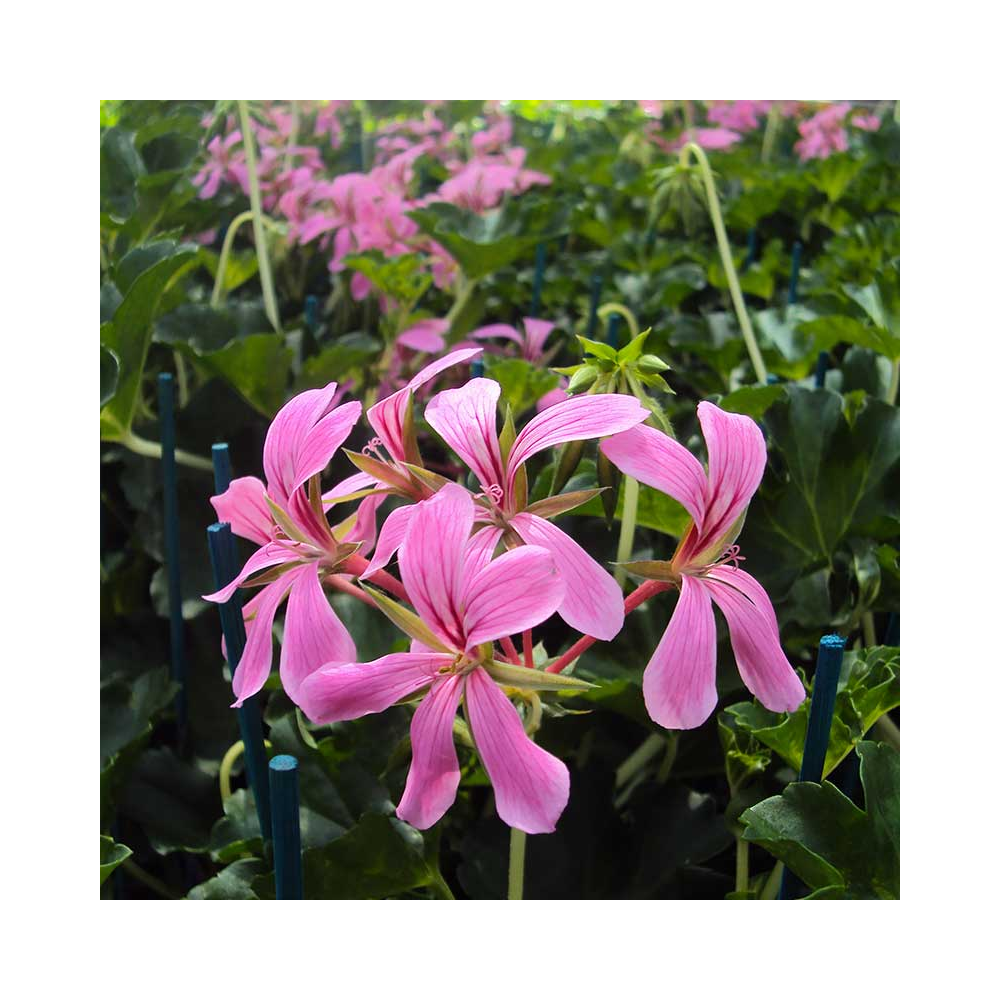 Acheter Geranium Lierre Décora Stellena et autres plantes sur Coclicoh