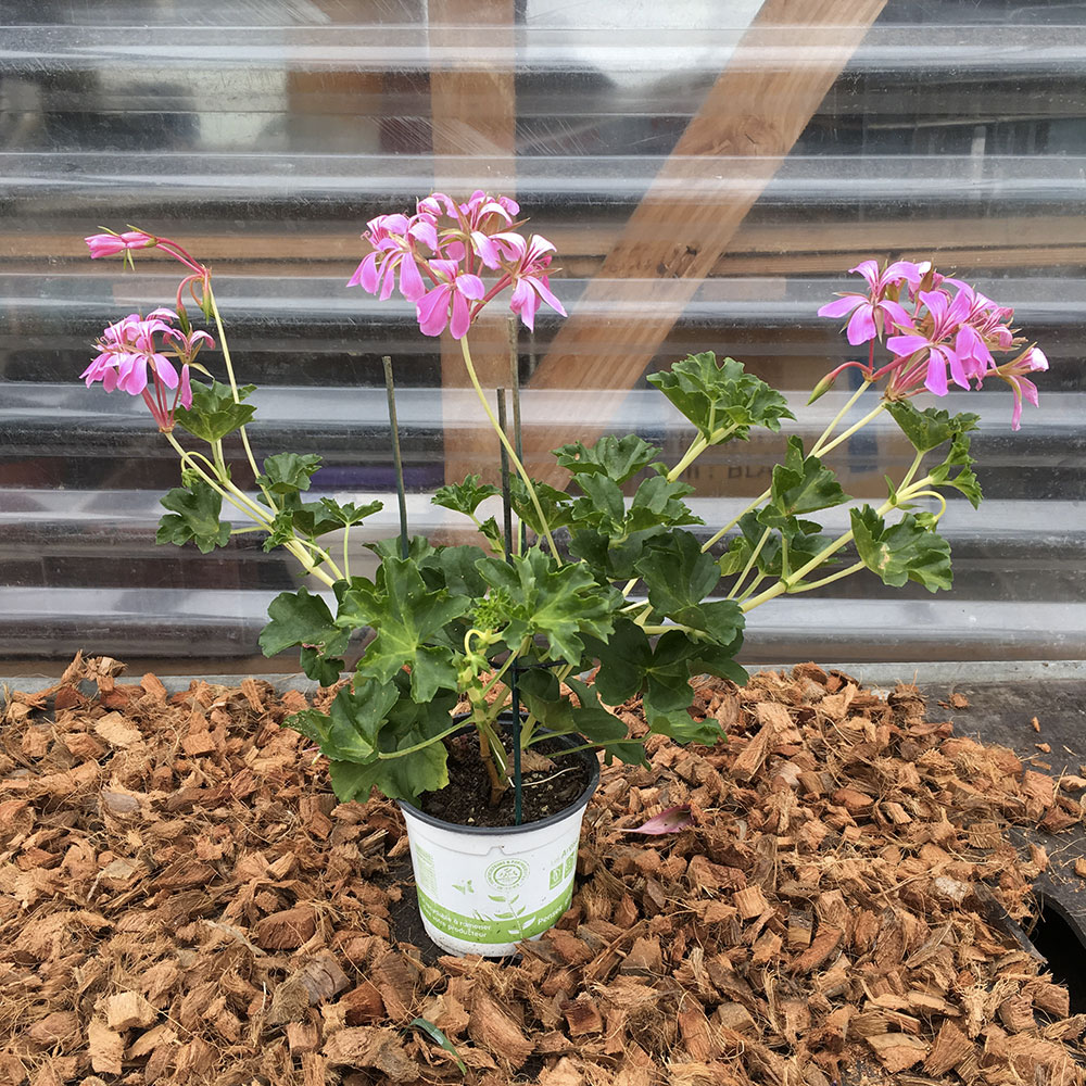 Acheter Geranium Lierre Décora Stellena et autres plantes sur Coclicoh