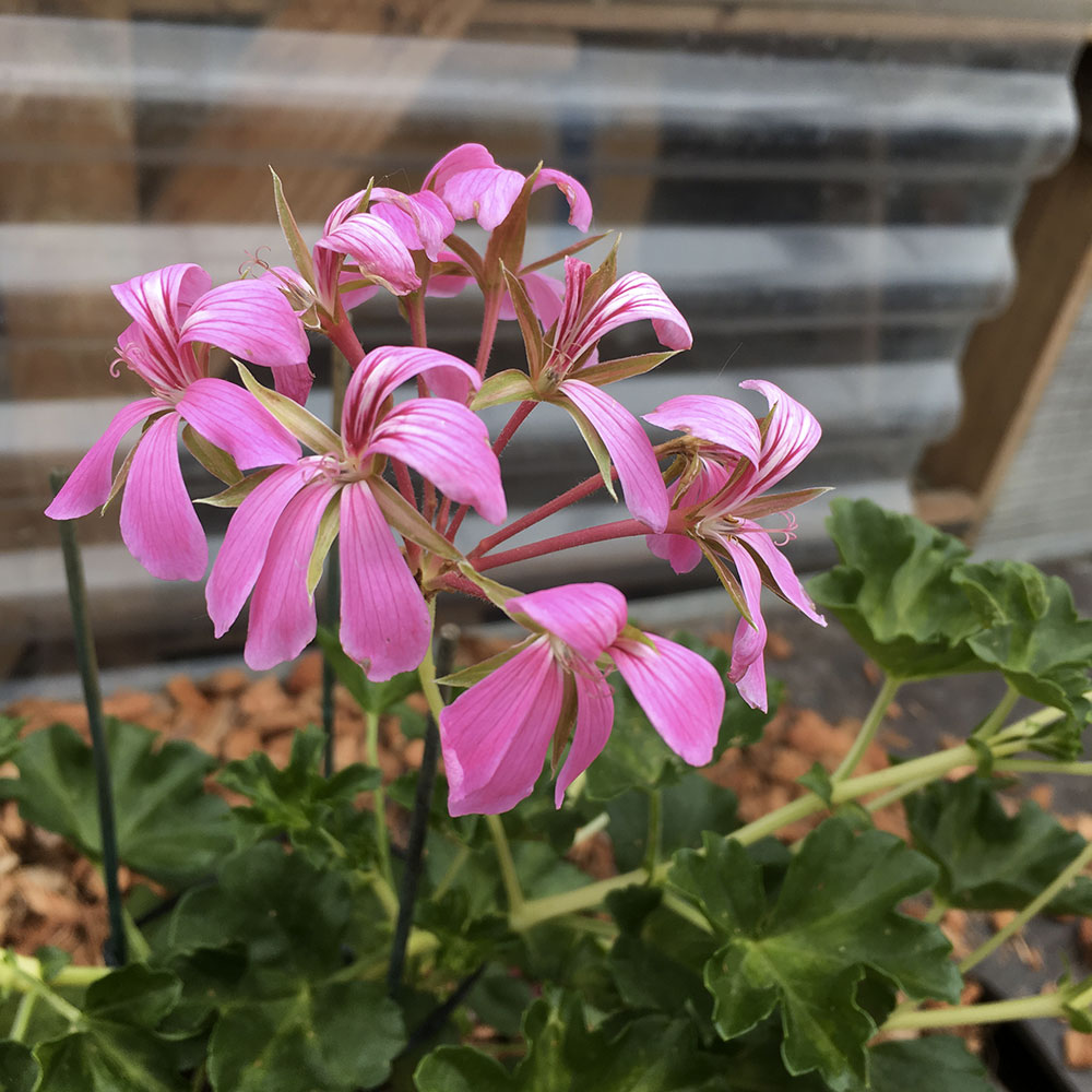 Acheter Geranium Lierre Décora Stellena et autres plantes sur Coclicoh