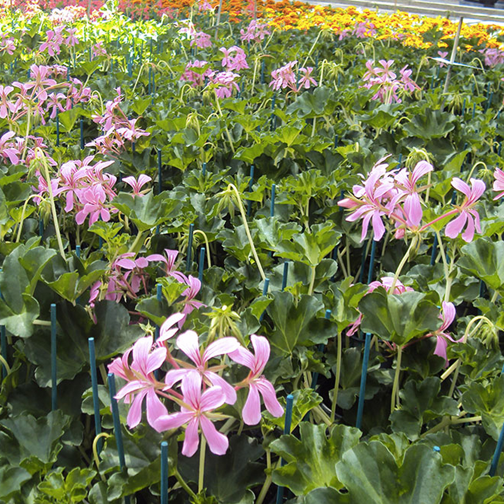 Acheter Geranium Lierre Décora Stellena et autres plantes sur Coclicoh
