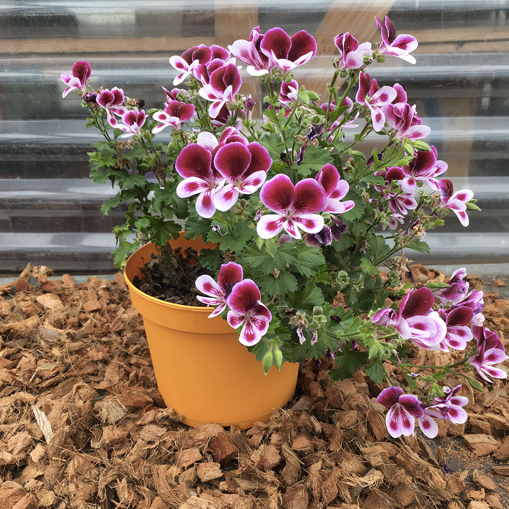 Acheter Geranium Droit Angeleyes Bicolor Improved