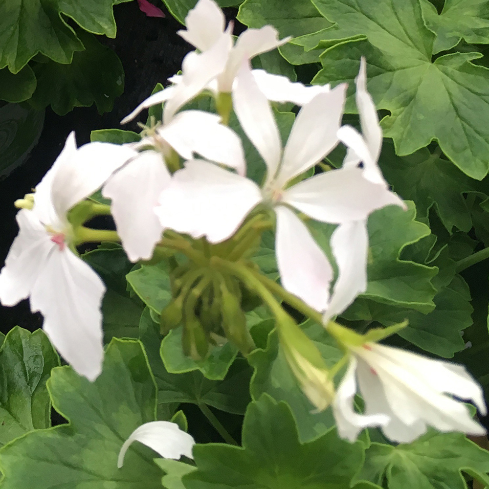 Acheter Geranium Zonal Fireworks White et autres plantes sur Coclicoh