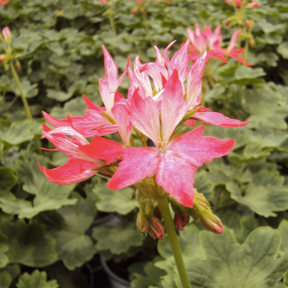 Acheter geranium Fireworks Rouge et blanc