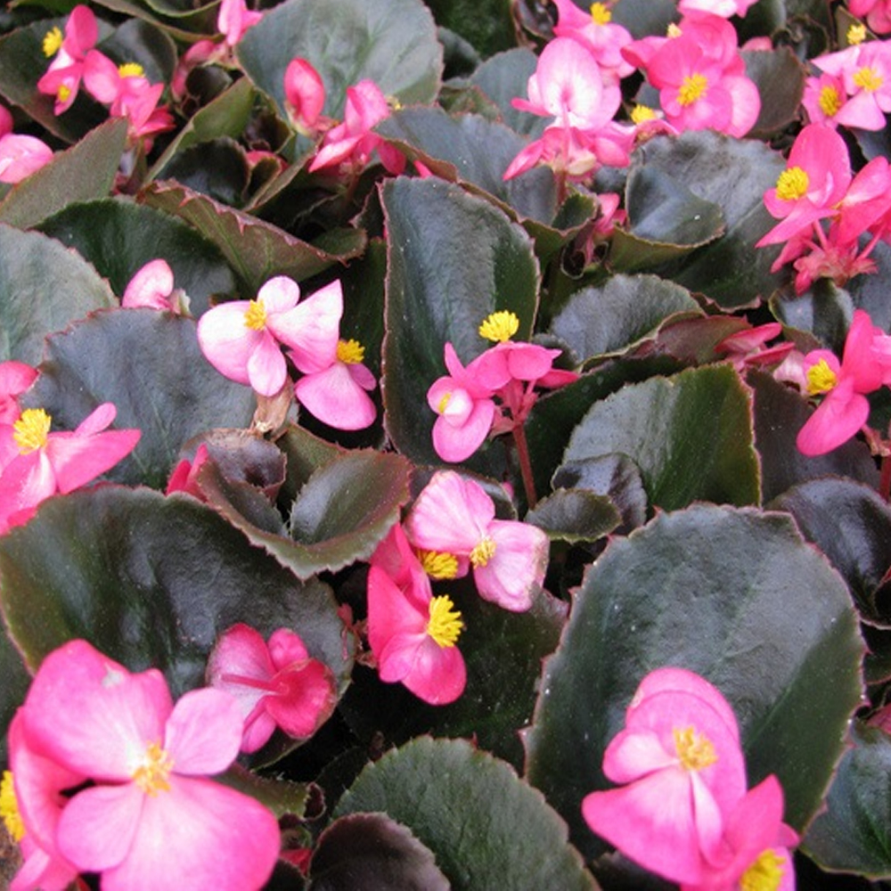 Acheter Begonia Massif Ambassador Rose pas cher