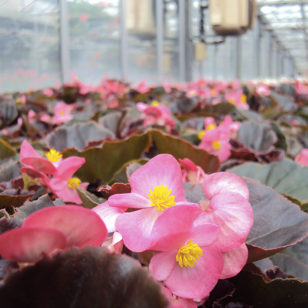 Acheter Begonia Massif Ambassador Rose pas cher