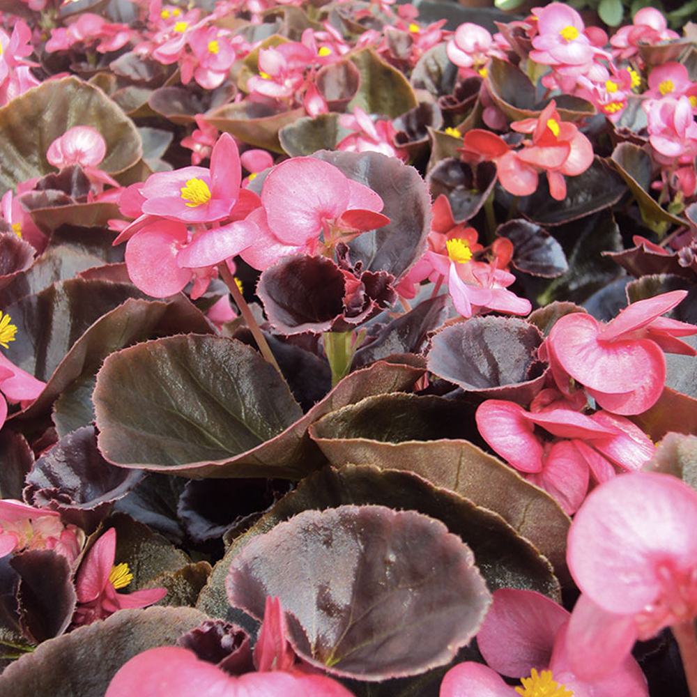 Acheter Begonia Massif Ambassador Rose pas cher